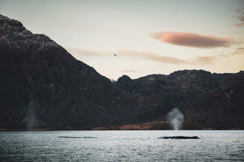 From Alta: Small Group Whale Watching by RIB - Introduction: A Close-Up of Norway’s Winter Whale Watching