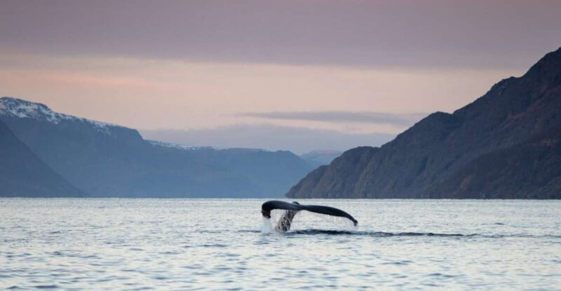 From Alta: Small Group Whale Watching by RIB - Key Points