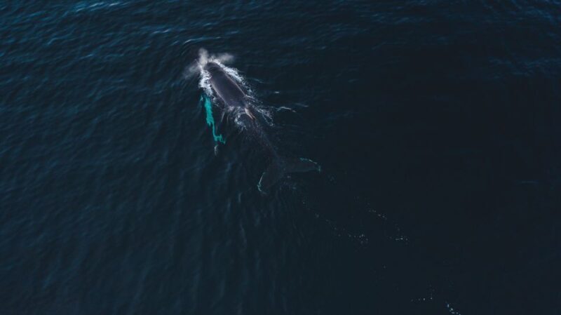 From Alta: Small Group Whale Watching by RIB - What You Can Expect During the Trip