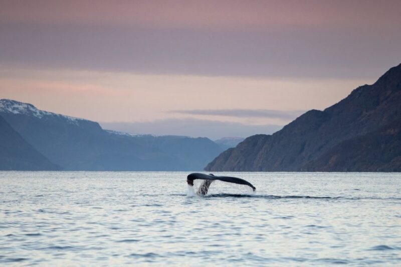 From Alta: Small Group Whale Watching by RIB - The Sum Up: Is It Worth It?