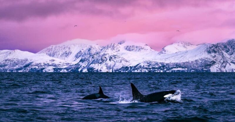 From Alta: Whale and Seabird Cruise - Key Points