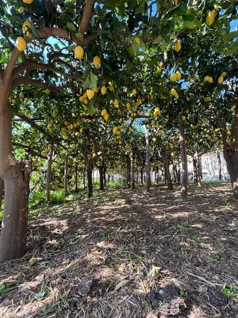 From Amalfi: Lemon Tour with Tasting Session and Transfer - FAQs