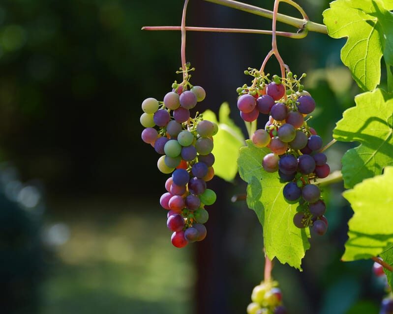 From Amalfi: Pompeii and Mount Vesuvius Winery Private Tour - Who Will Love This Tour?