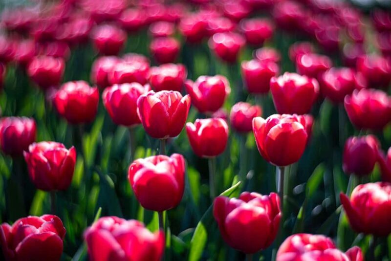 From Amsterdam: Day Trip Madurodam and Keukenhof Gardens - Why This Tour Offers Good Value