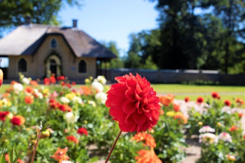 From Amsterdam: Holland Flower and Windmill Tour - summer ed - Key Points