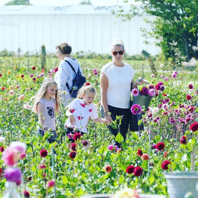 From Amsterdam: Holland Flower and Windmill Tour - summer ed - The Itinerary: What to Expect on This Flower and Windmill Day