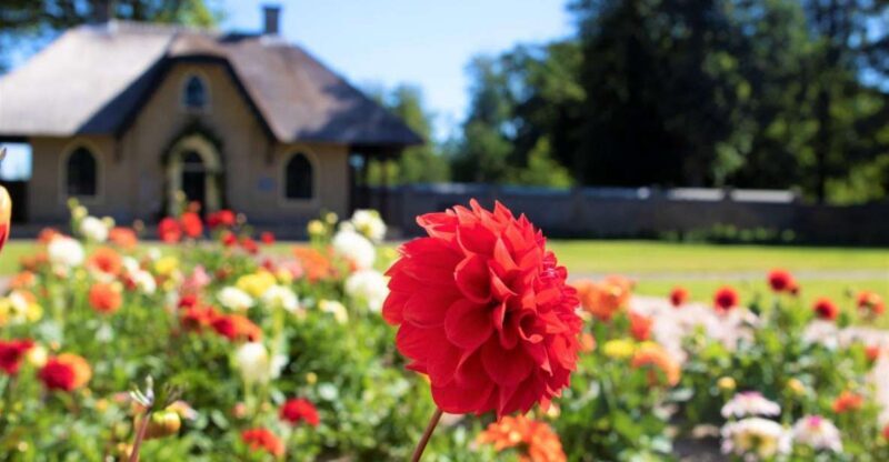 From Amsterdam: Holland Flower and Windmill Tour - summer ed - The Experience: Genuine Impressions