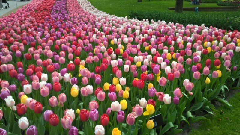 From Amsterdam: Keukenhof and Zaanse Schans Small Group Tour - Transportation and Practicalities