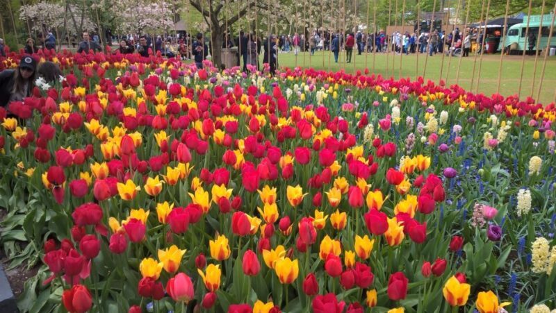 From Amsterdam: Keukenhof and Zaanse Schans Small Group Tour - Who Should Consider This Tour
