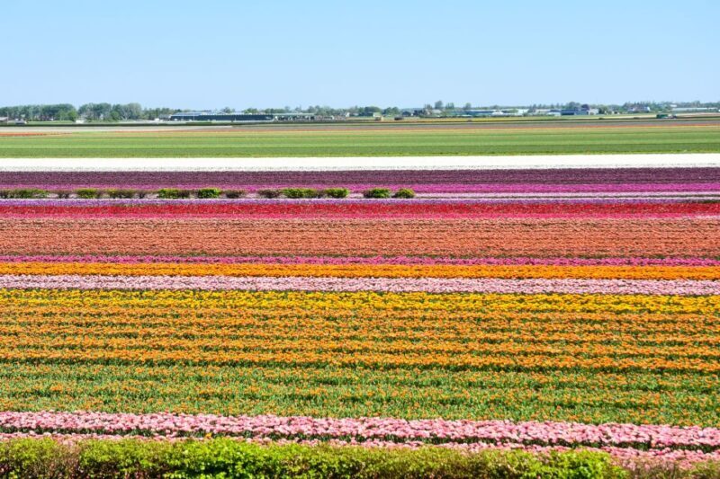 From Amsterdam: Keukenhof Gardens & Tulip Experience Tour - Key Points