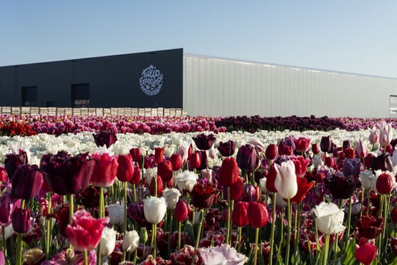 From Amsterdam: Keukenhof Gardens & Tulip Experience Tour - Authentic Experiences and Honest Insights