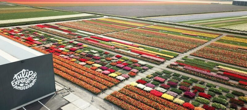 From Amsterdam: Keukenhof Gardens & Tulip Experience Tour - Who Will Love This Tour
