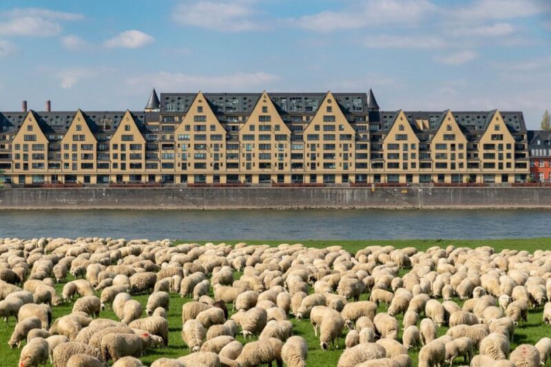 From Amsterdam: Private Sightseeing Day Trip to Cologne - Key Points