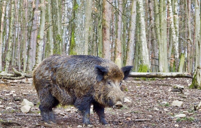 From Amsterdam: Small Group Tour NP Hoge Veluwe (Van Gogh) - Visiting Hoge Veluwe: What You Can Expect