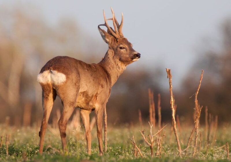 From Amsterdam: Small Group Tour NP Hoge Veluwe (Van Gogh) - Why This Tour Offers Real Value