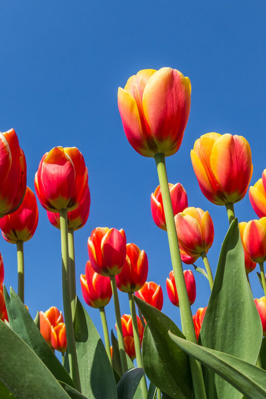 From Amsterdam: take the famous Tulip route tour - A Deep Dive into the Tulip Route Tour Experience