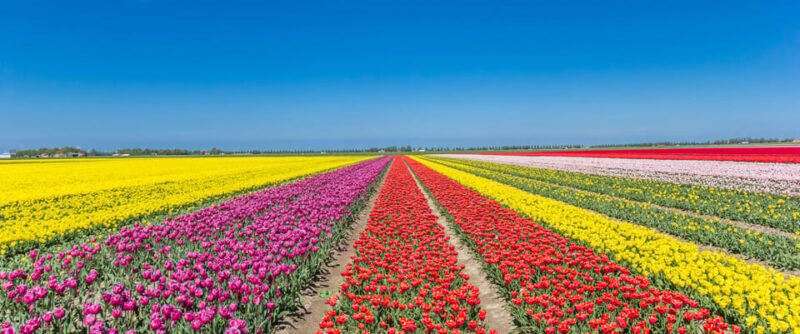 From Amsterdam: take the famous Tulip route tour - Final Thoughts