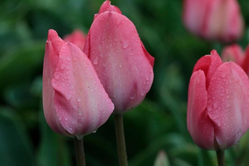 From Amsterdam: Tulip Fields of Holland Tour - An Authentic Look at Holland’s Flower Fields