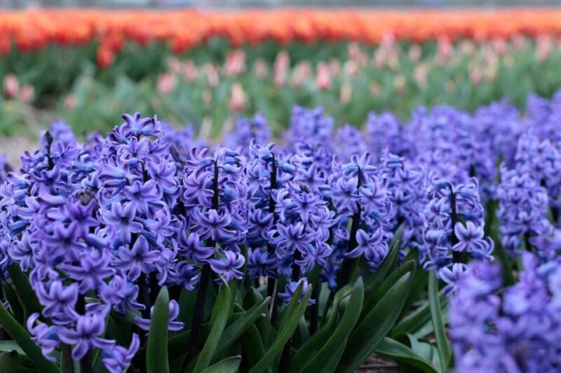From Amsterdam: Tulip Fields of Holland Tour - The Experience of Visiting a Tulip Farm