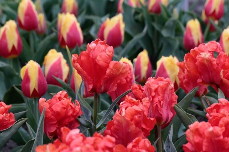 From Amsterdam: Tulip Fields of Holland Tour - The Cultural and Historical Context