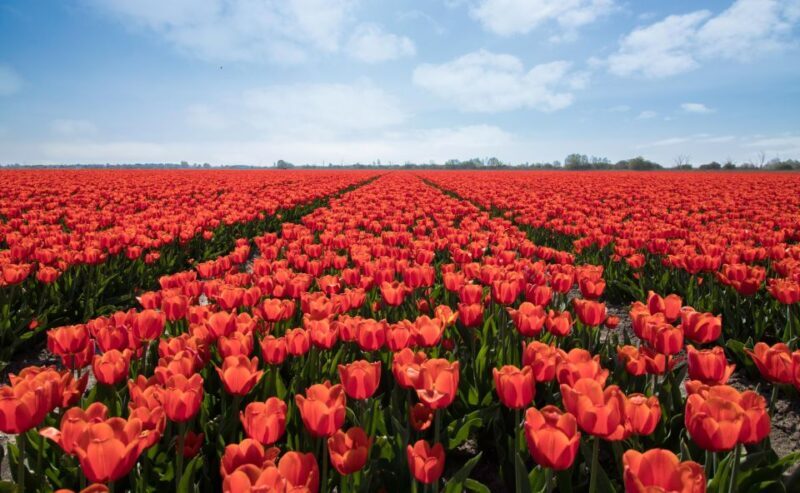 From Amsterdam: Tulip Fields of Holland Tour - Price and Value Analysis