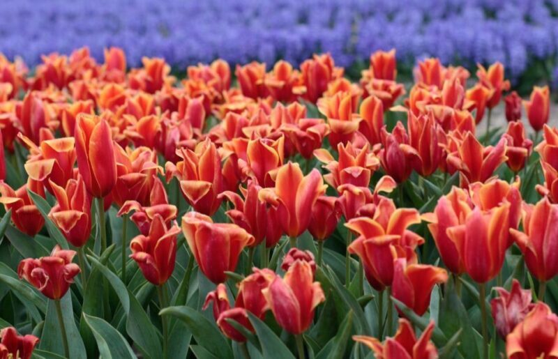 From Amsterdam: Tulip Fields of Holland Tour - Who This Tour Suits Best