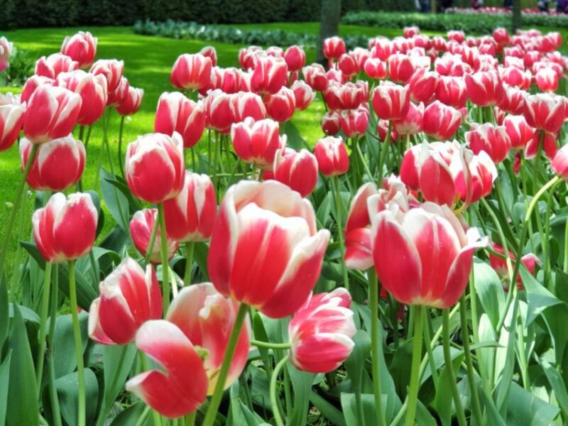 From Amsterdam: Tulip Tour Keukenhof & City Tour Delft - The Logistics: What You Need to Know