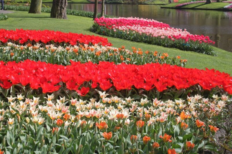 From Amsterdam: Tulip Tour Keukenhof & City Tour Delft - Authentic Experiences and Authenticity