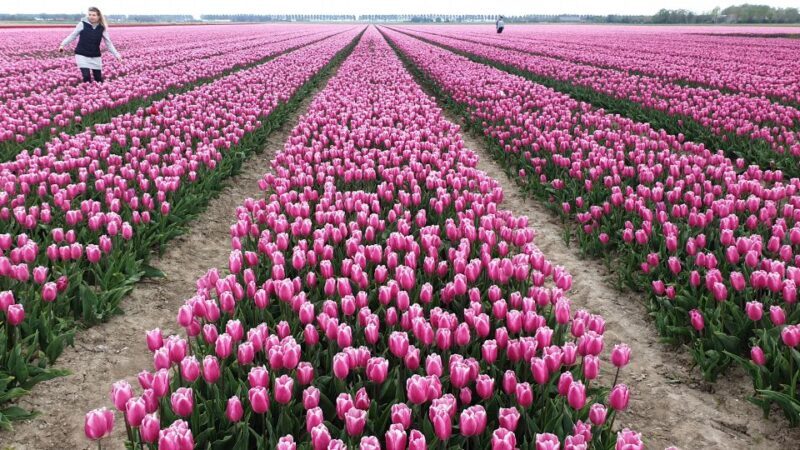 From Amsterdam: Tulip Tour Keukenhof & City Tour Delft - The Sum Up