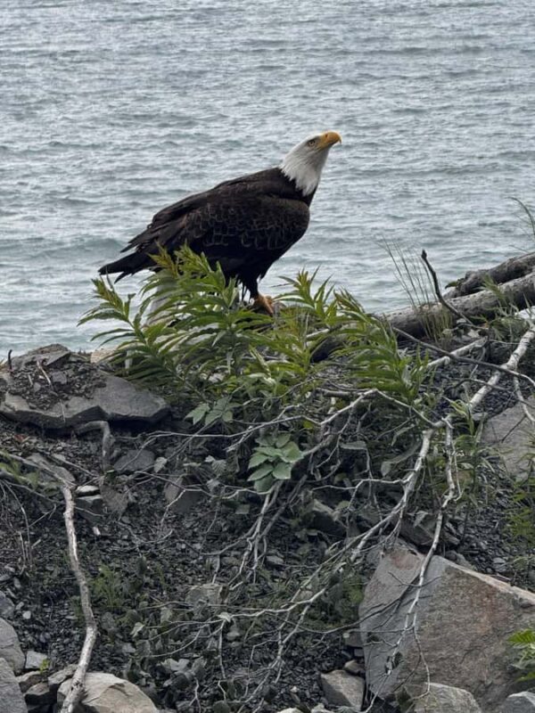 From Anchorage: 6-Day Best of Grand Alaska Highlights Tour - Guided Walk to Exit Glacier and Matanuska Glacier Views