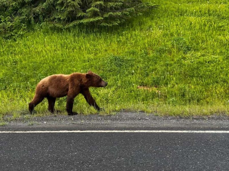 From Anchorage: 6-Day Best of Grand Alaska Tour for Ages 50+ - The Sum Up