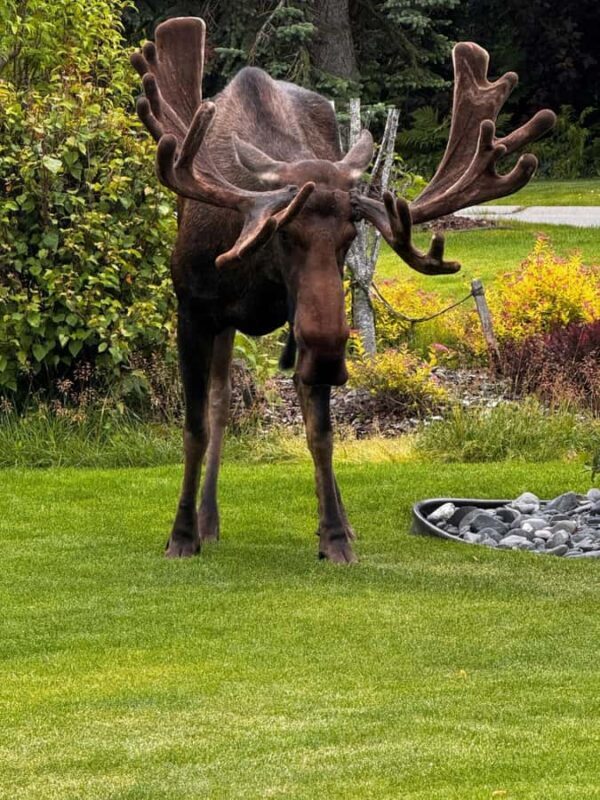 From Anchorage: 6-Day Best of Grand Alaska Tour for Ages 50+ - FAQ