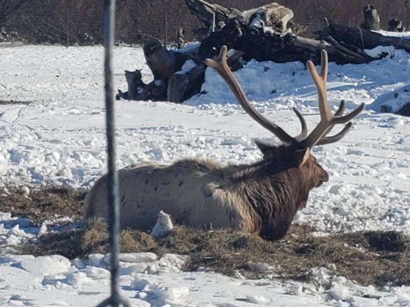 From Anchorage: Alaska Wildlife Center & Turnagain Arm Tour - A Deep Dive into the Experience