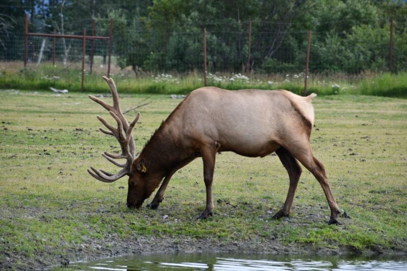 From Anchorage: Valley of Glaciers & Wildlife Center Tour - What the Itinerary Includes