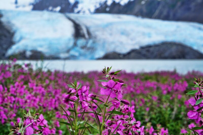 From Anchorage: Valley of Glaciers & Wildlife Center Tour - Value for Money and Whats Included