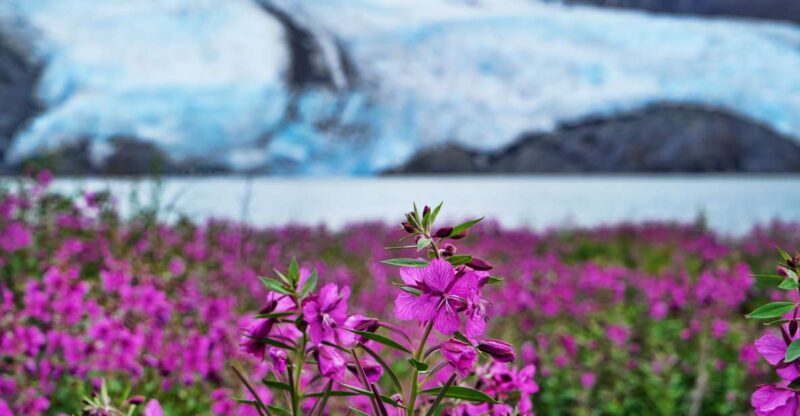From Anchorage: Valley of Glaciers & Wildlife Center Tour - What Real Travelers Say