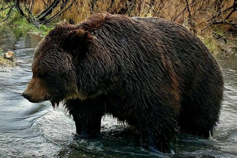 From Anchorage: Wilderness, Wildlife, & Glacier Experience - Who Will Love This Tour?