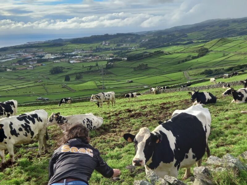 From Angra: Terceira Island Full-Day Jeep Tour (Shared Tour) - A Practical Look at the Full-Day Jeep Tour