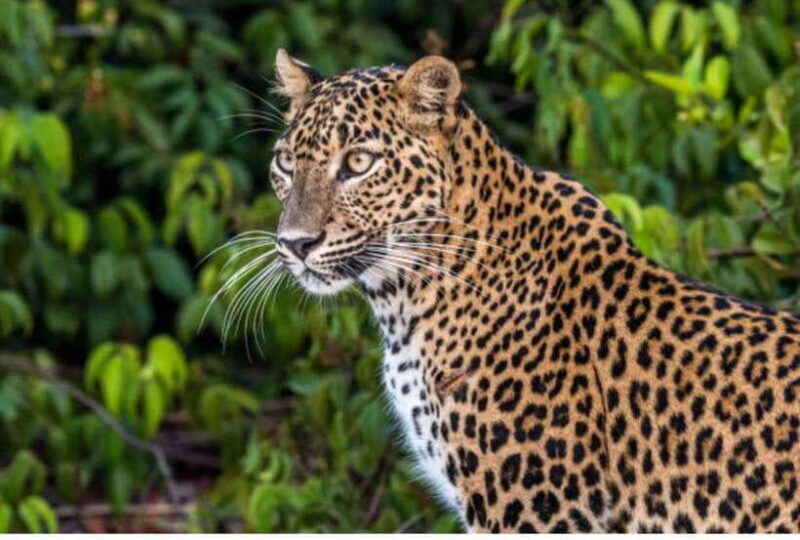 From Anuradhapura: All Inclusive Full Day Safari at Wilpattu - A Deep Dive into the Safari Experience