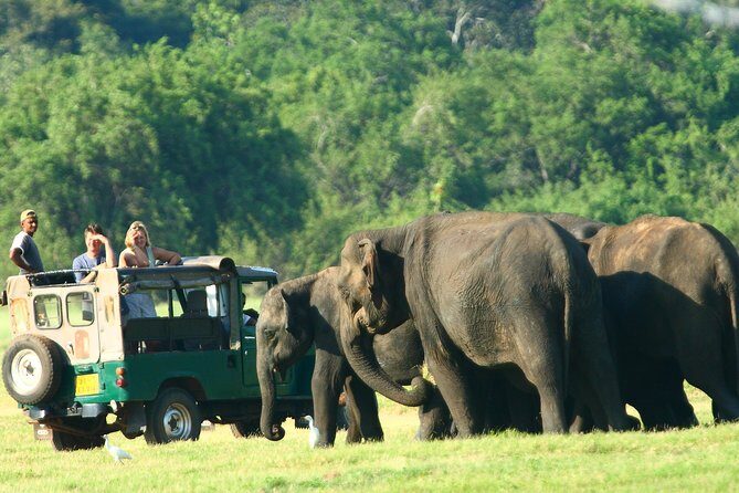 From Anuradhapura: Minneriya National Park Private Jeep Safari - An Introduction to the Safari Experience