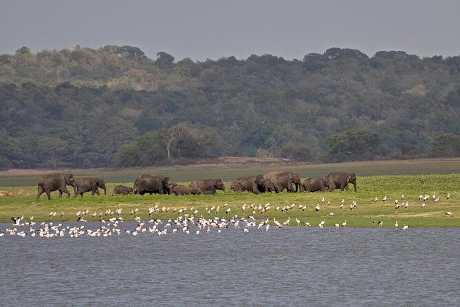 From Anuradhapura: Minneriya National Park Private Jeep Safari - Exploring the Itinerary