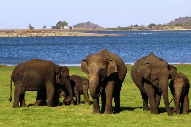 From Anuradhapura: Minneriya National Park Private Jeep Safari - What Past Travelers Say