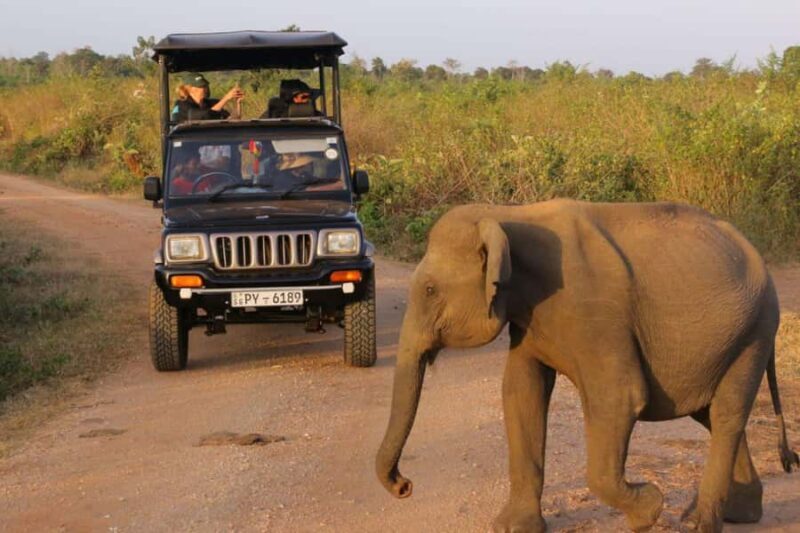 From Anuradhapura: Wilpattu National Park Private Safari - FAQs