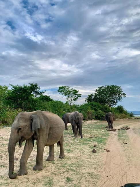 From Anuradhapura: Wilpattu National park Safari - Key Points