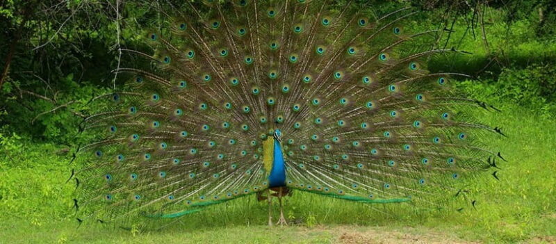From Anuradhapura: Wilpattu National park Safari - An In-Depth Look at Wilpattu National Park Safari from Anuradhapura