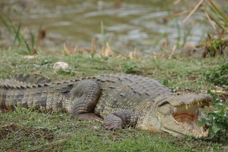 From Anuradhapura: Wilpattu National park Safari - Who Will Appreciate This Experience?