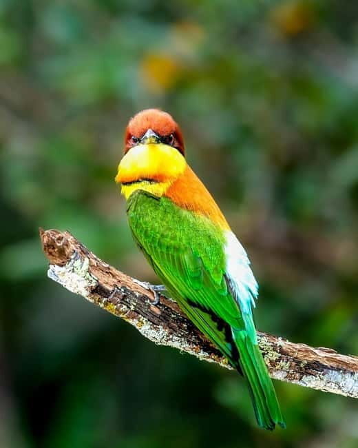 From Anuradhapura: Wilpattu National park Safari - FAQ