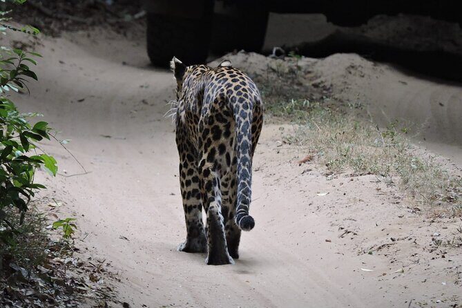 From Anuradhapura : Wilpattu Wild Haven Full-Day Safari - Exploring the Wilpattu Safari Itinerary in Detail