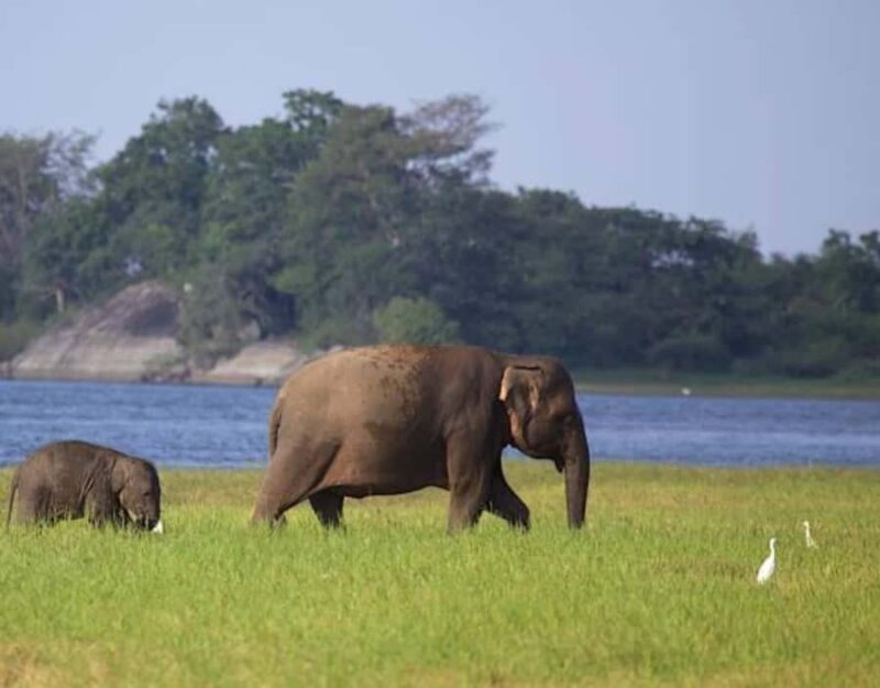 From Anuradhapura:Wilpattu Full-Day Wildlife Safari. - Meals and Refreshments: Authentic and Thoughtful
