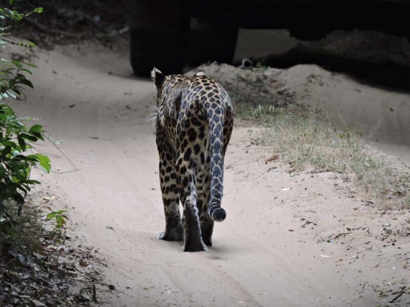 From Anuradhapura:Wilpattu Full-Day Wildlife Safari. - The Experience in Context: Is It Worth It?